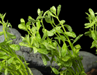 Задний план - Бакопа мониера Пестрая