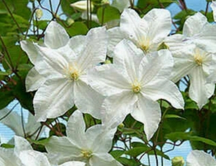 Клематисы - Клематис Snow Storm (Сноу Шторм) в контейнере 2л