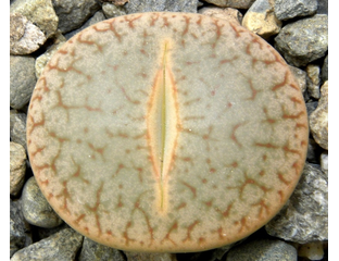 Lithops pseudotruncatella (Литопс ложноусечённый) - Lithops ...