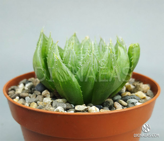 Haworthia Cooperi Picturata, Хавортия Купера пиктурата, хавортия ...