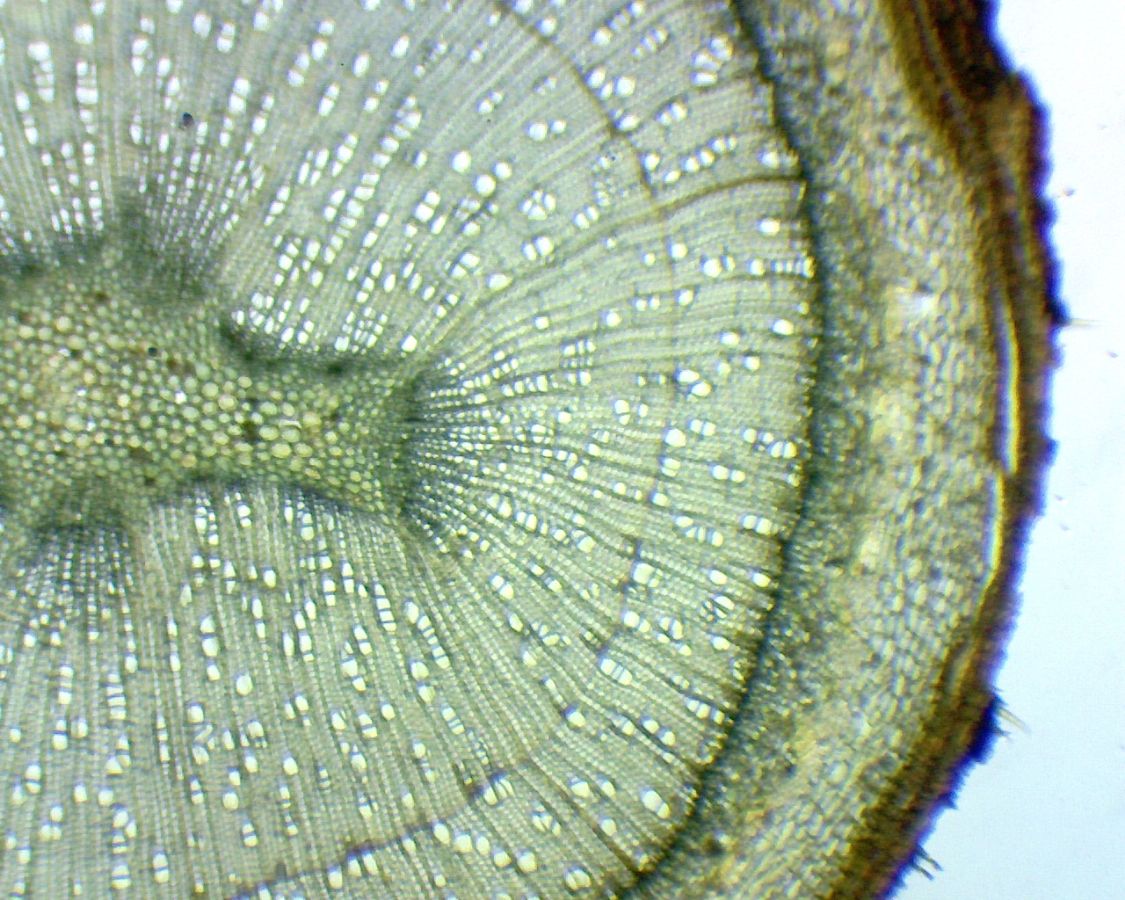 На Фотографии Изображен Срез – Telegraph