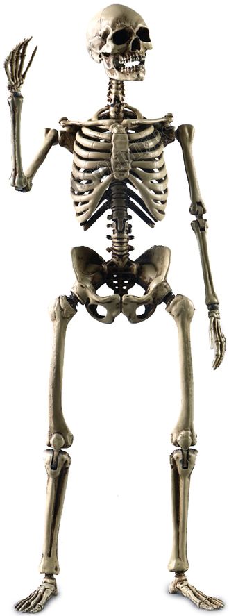 Человеческий скелет (выполнен из сплава) - Коллекционная ФИГУРКА 1/6 ...