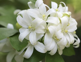 Экзотические растения - Murraya Snow Ball / Муррайя Сноу Бол (снежный шар)