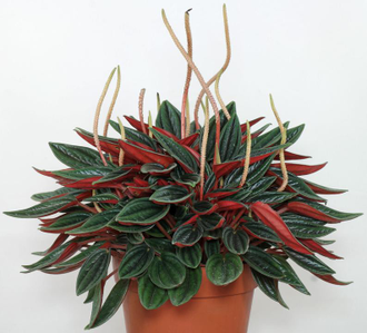 Пеперомия Россо, Peperomia Rosso, тенелюбивое растение, тропическое ...