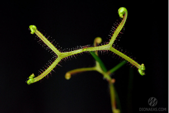 Drosera Binata Extrema Multifida, росянка двусложная, австралийская ...