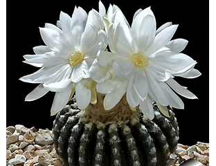 КАКТУСЫ семена (Cactus seeds) - Discocactus (Дискокактус)