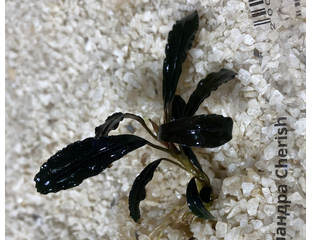 Буцефаландра Cherish