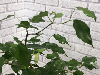 Фикусы - Ficus Benjamina Wiandi / фикус вианди