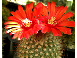 cactus-lithops - интернет-магазин кактусов и литопсов