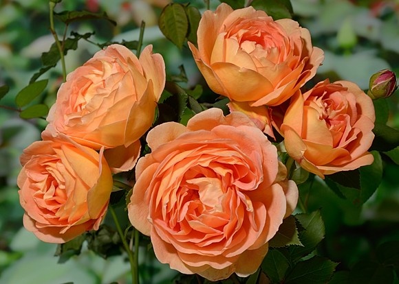 Lady of Shalott