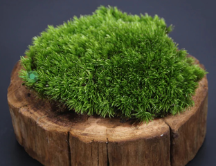 Мох Леукобриум (Leucobryum glaucum) контейнер