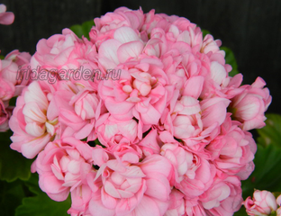 Пеларгония Anita - описание, фото, цена