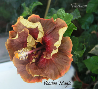 voodoo magic hibiscus