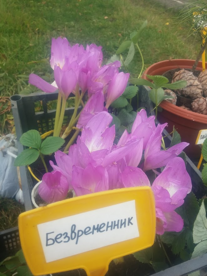 Саженцы в Северодвинске, Архангельске, Архангельской области ...