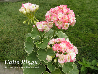 Купить пеларгонию розебудную Uaito Ringu от Анны из Анны