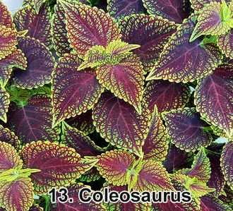 Колеус Coleosaurus - описание сорта и фото