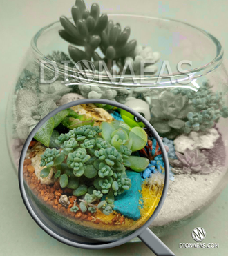 Sedum dasyphyllum, Седум дасифиллюм, Очиток густолистый, Толстянка ...