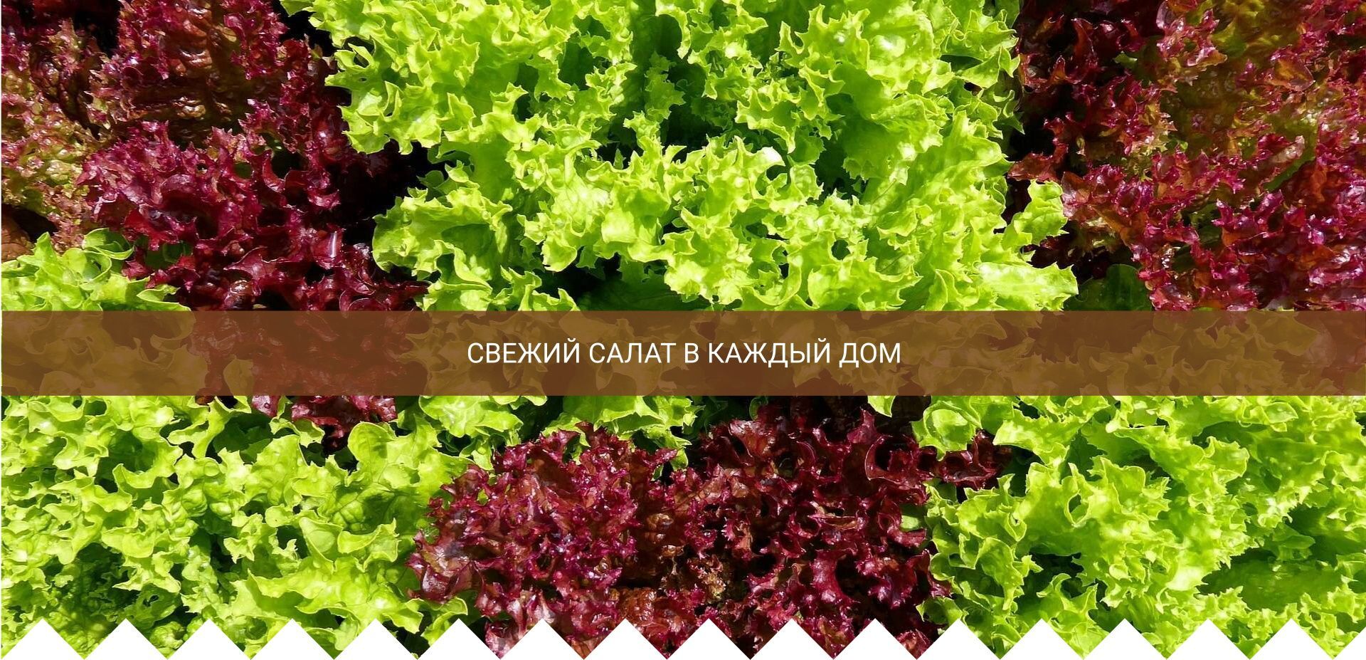 Терра Верде | Производство салатов и овощей в открытом и закрытом грунте