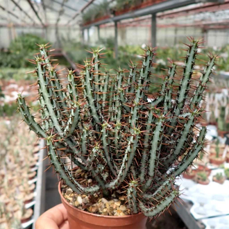 Euphorbia Aeruginosa, Эуфорбия Аэругиноза, Молочай аэругиноса, Молочай ...