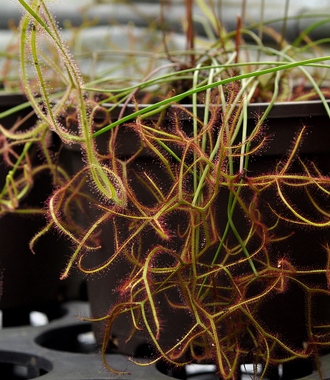 Drosera Binata Extrema Multifida, росянка двусложная, австралийская ...