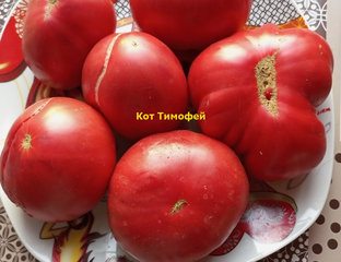 Томат Кот Тимофей - Томатный мир