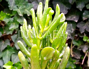 Crassula Hobbit, Крассула Хоббит, ушки Шрека, толстянка, суккулент ...