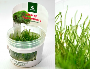 MOSS SP. "THAMARASSERY"/ МОХ "ТАМАРАССЕР" (меристемный)