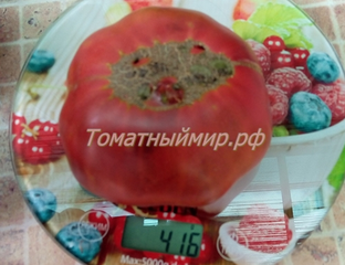 Черноплодные сорта - Фиолетовый чероки, Cherokee Purple (США), редкие ...