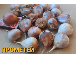 ЧЕСНОК "ПРОМЕТЕЙ" - ЛУК ИЗ ВЕЛИКИХ ЛУК | ЯЛТИНСКИЙ СЛАДКИЙ ЛУК ...
