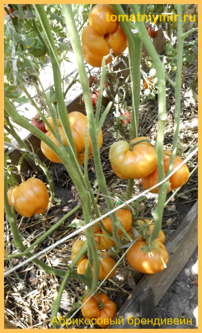 Томат Абрикосовый Брендивайн (Apricot Brandywine) - Томатный мир
