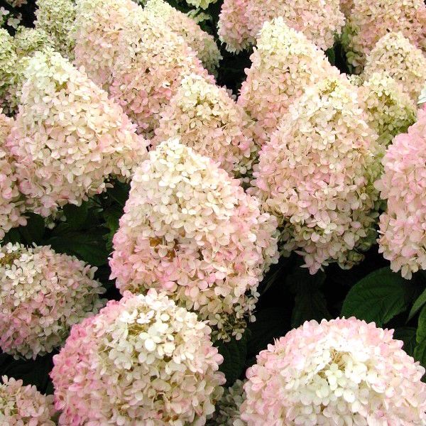 ГОРТЕНЗИЯ - Гортензия метельчатая MAGICAL SWEET SUMMER