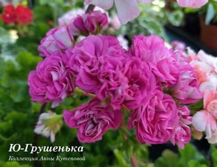 Ю-Грушенька-Купить Пеларгонии Почтой от Анны из Анны