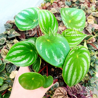 Peperomia Argyreia, Пеперомия аргирея, арбузная, тенелюбивое растение ...