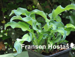 Gravity Rocks - купить хосту почтой от Анны из Анны