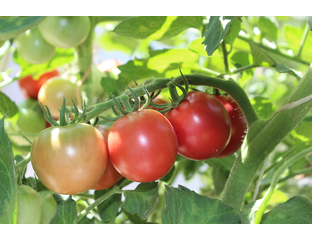Красные и розовые сорта томатов - HONEY DROP TOMATOES