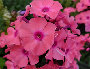 ФЛОКСЫ С-Я - Свит саммер Дрим