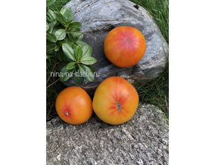 Красавица Сьюзи (карликовый) / Dwarf Suz’s Beauty