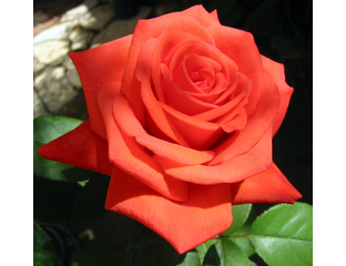 Маниту (Manitou) | описание, фото и отзывы на Rozariym.ru