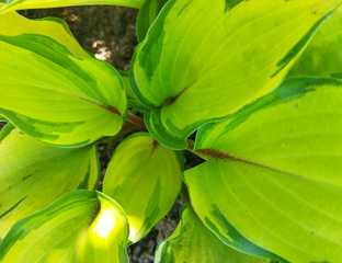 ХОСТА - Вулкано айленд