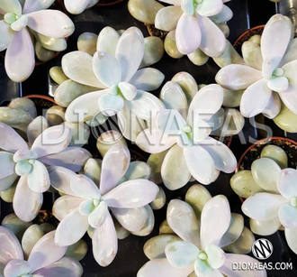 Pachyphytum Pink, Пахифитум, лунный камень, суккулент, род толстянковых
