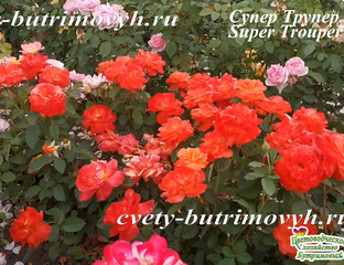 Розы Флорибунда - сорт Супер Трупер (Super Truper). Саженцы роз от ...