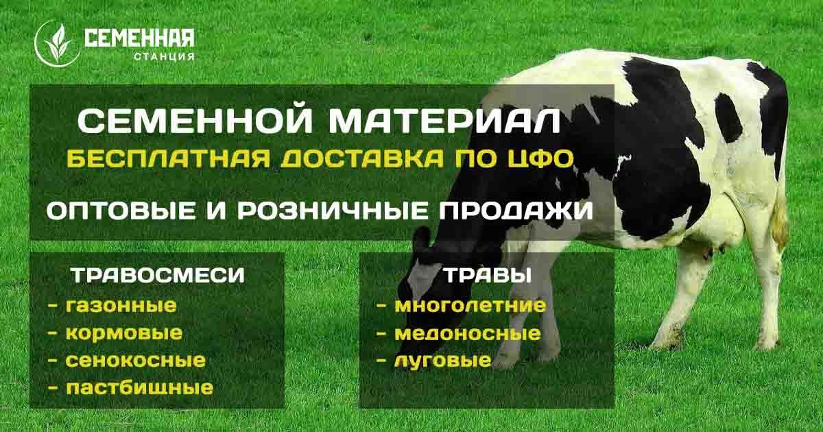 Семена трав оптом и в розницу от производителя Семенная Станция