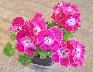Пеларгония PAC Bermuda Cherry - описание, фото, цена