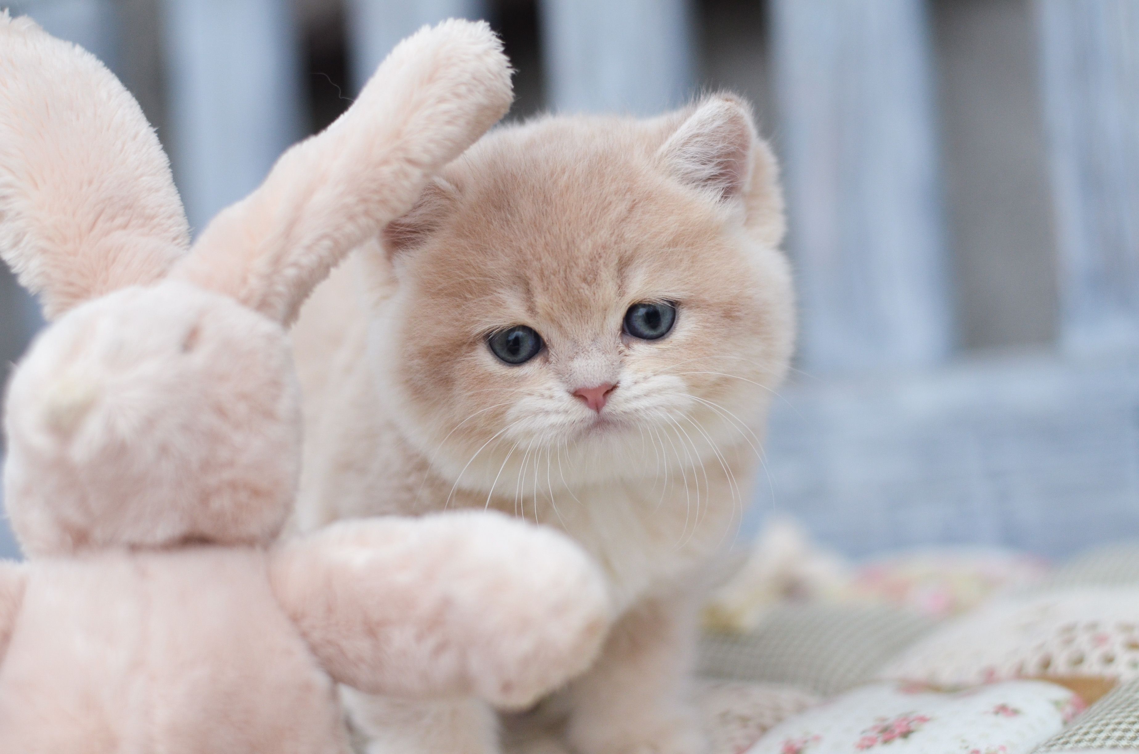 cattery Daviway. Golden british