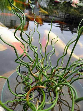 Juncus Spiralis, Джункус, Ситник спиралис, ситник спиральный, болотное ...
