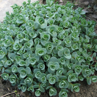 Седум Эверса, Sedum ewersii, Hylotelephium ewersii, Очиток Эверса ...