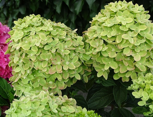 Махито гортензия метельчатая (Hydrangea paniculata `Mojito). Описание ...