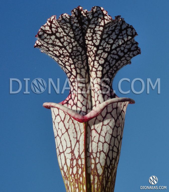 Sarracenia Leucophylla red stripe throat, Sarracenia Leucophylla ... Sarracenia Leucophylla red stripe throat, Sarracenia Leucophylla ...