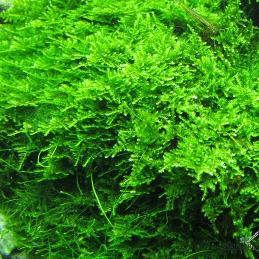 Мох Рождественский (Vesicularia montagnei "Christmas Moss")