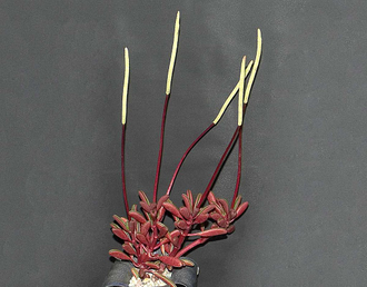 Peperomia graveolens, Пеперомия Гравеоленс, суккулент, Суккулент с ...